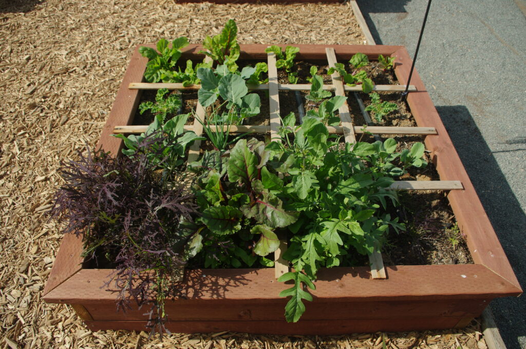 Planning the Growing Areas – Plant a Seed, Watch it Grow